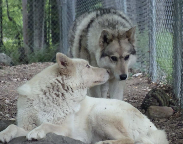 About – Wolves of Maine Sanctuary