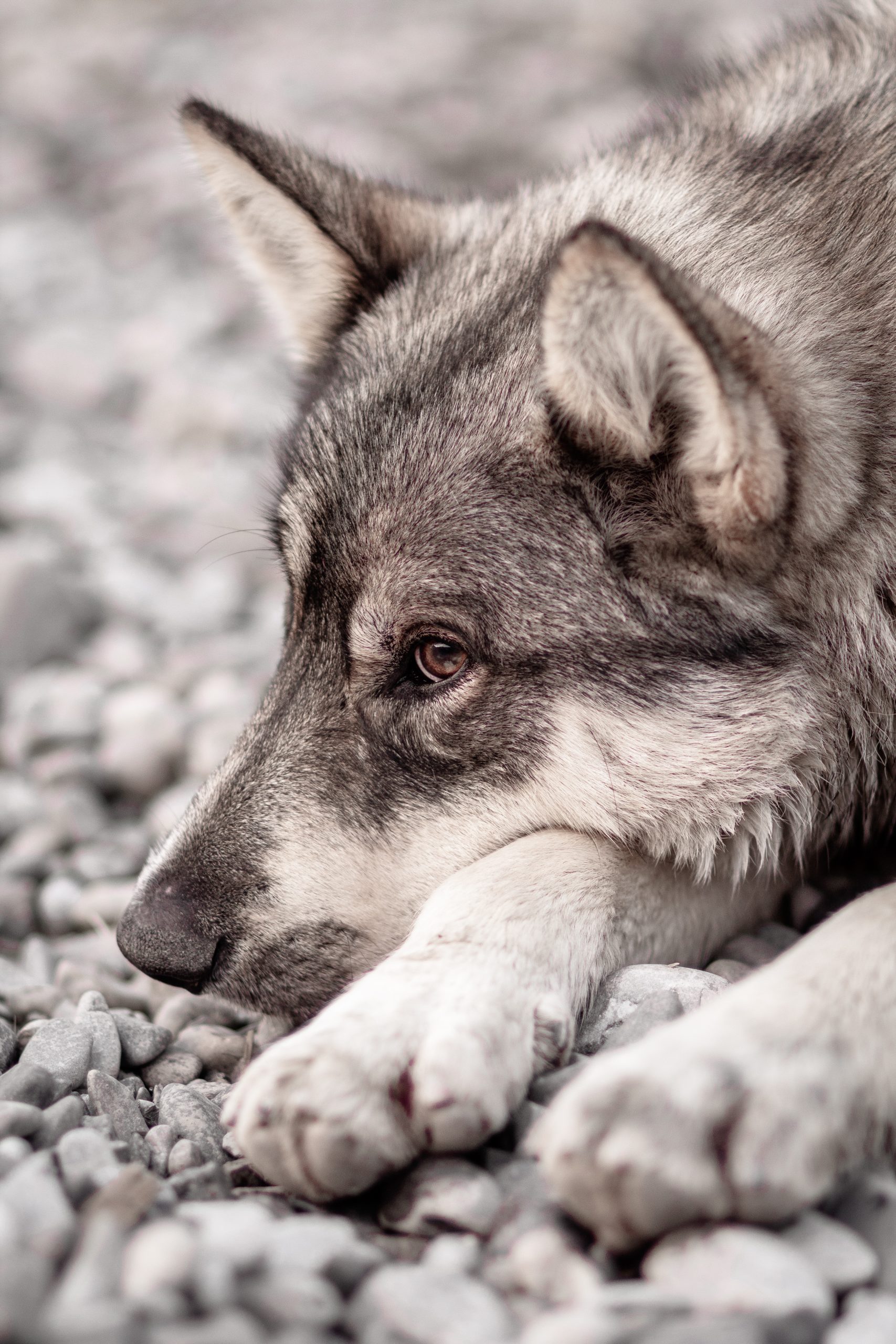 Support Us | Wolves of Maine Sanctuary