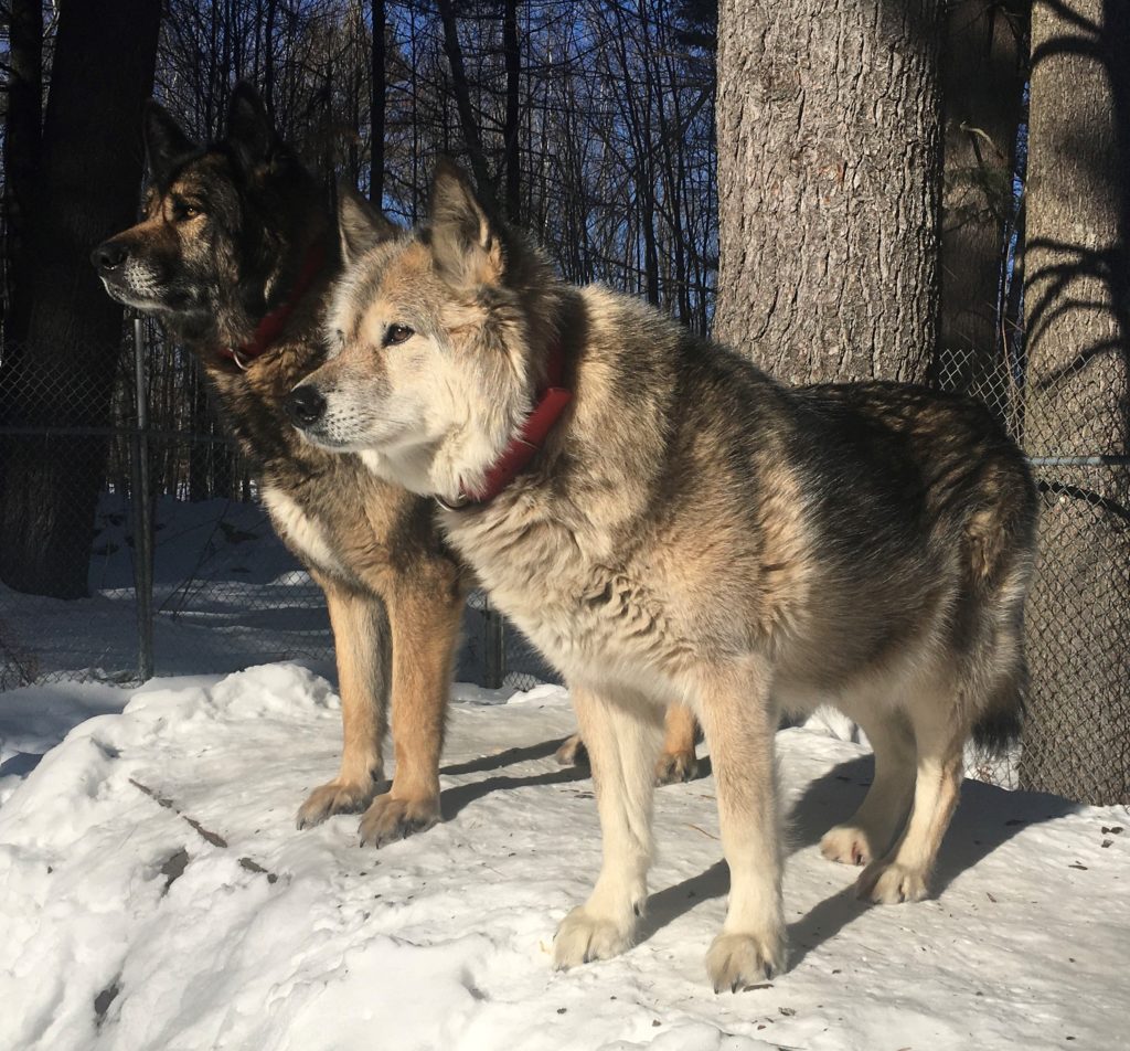 Current Pack – Wolves of Maine Sanctuary