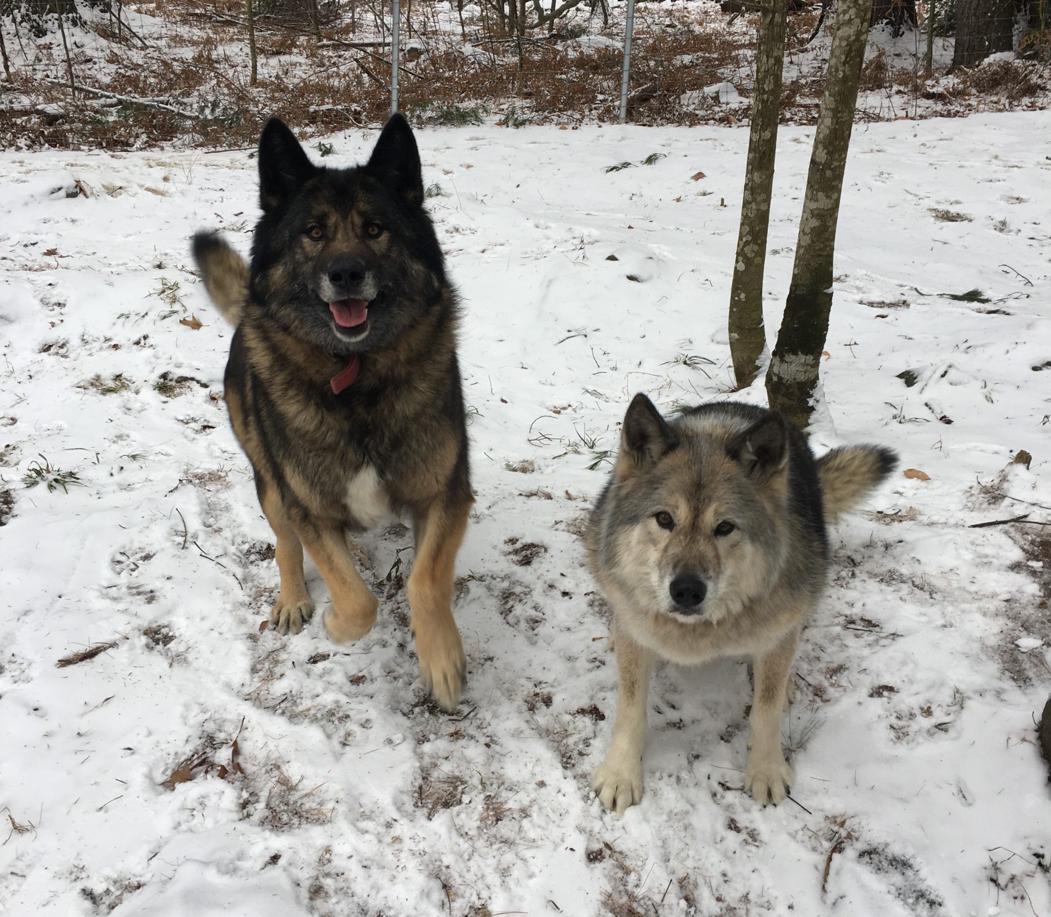 Current Pack – Wolves of Maine Sanctuary