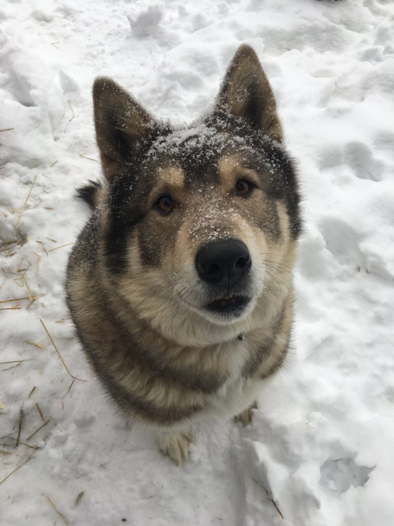 Current Pack | Wolves of Maine Sanctuary