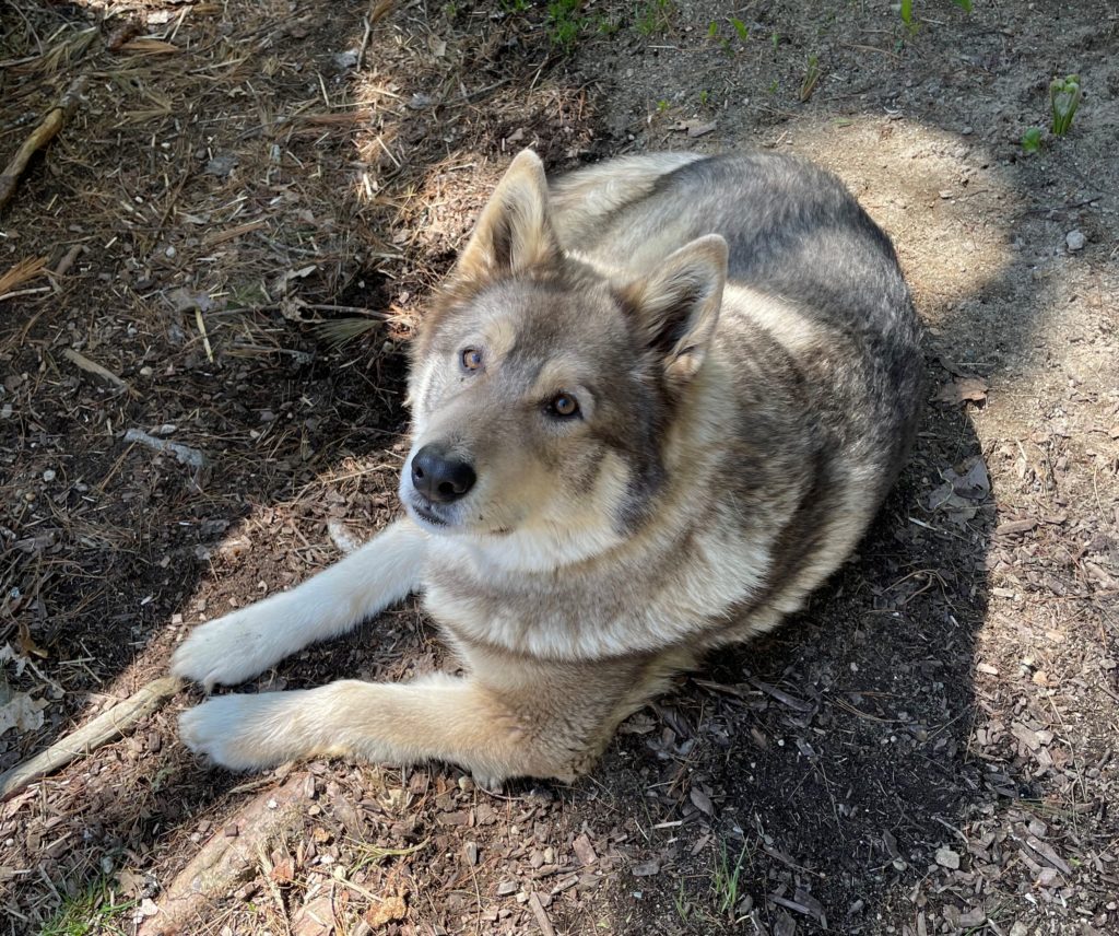 Current Pack | Wolves of Maine Sanctuary