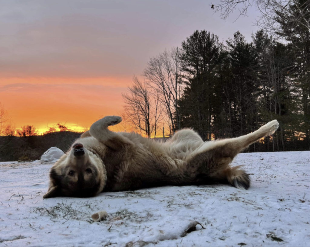 Current Pack | Wolves of Maine Sanctuary