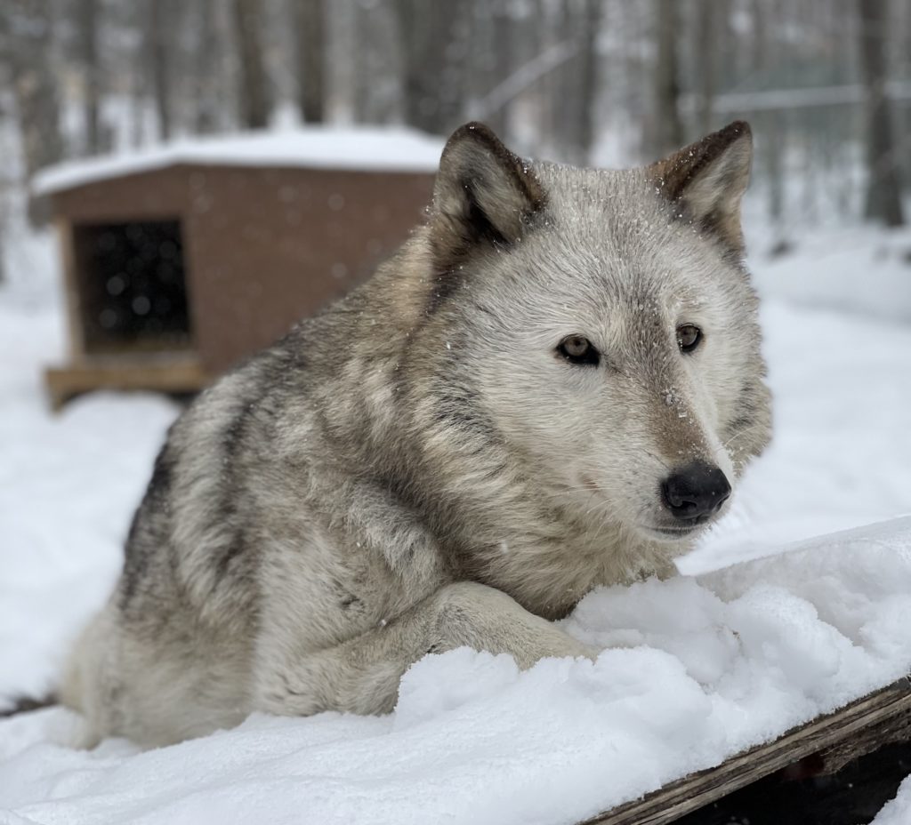 Current Pack | Wolves of Maine Sanctuary