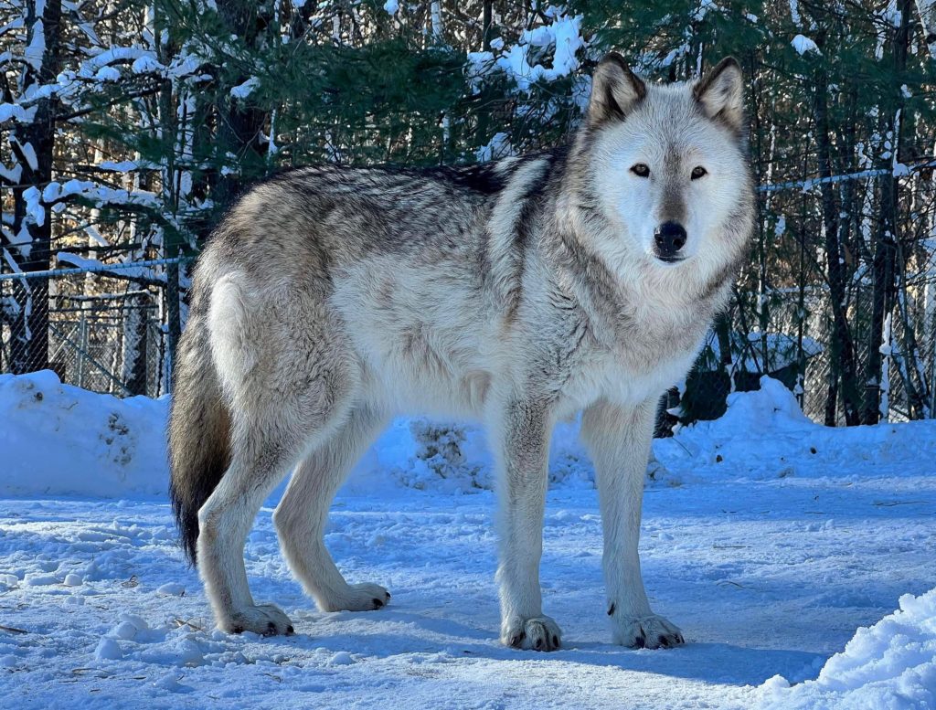 Current Pack | Wolves of Maine Sanctuary