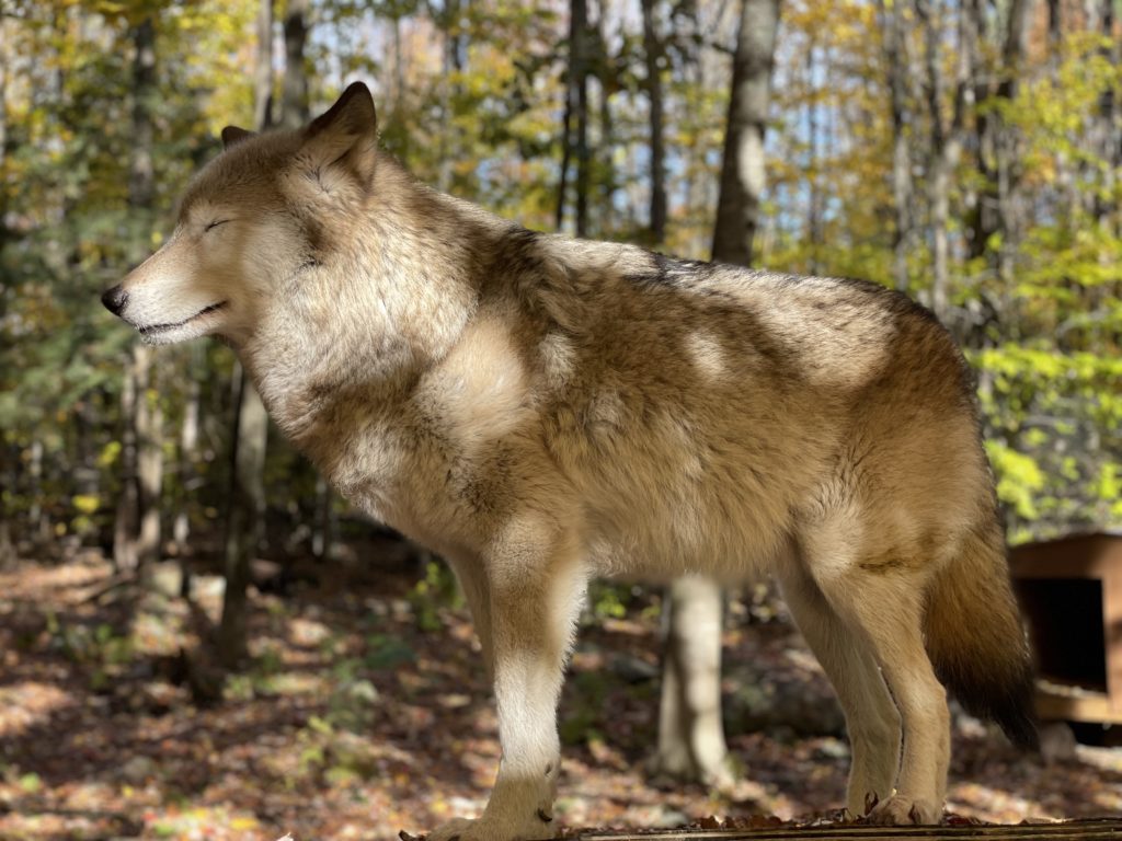 Current Pack | Wolves of Maine Sanctuary