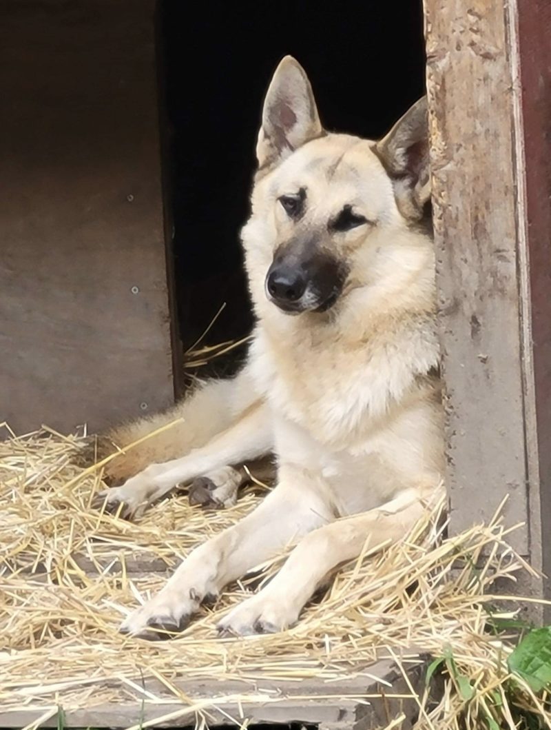 Current Pack – Wolves of Maine Sanctuary